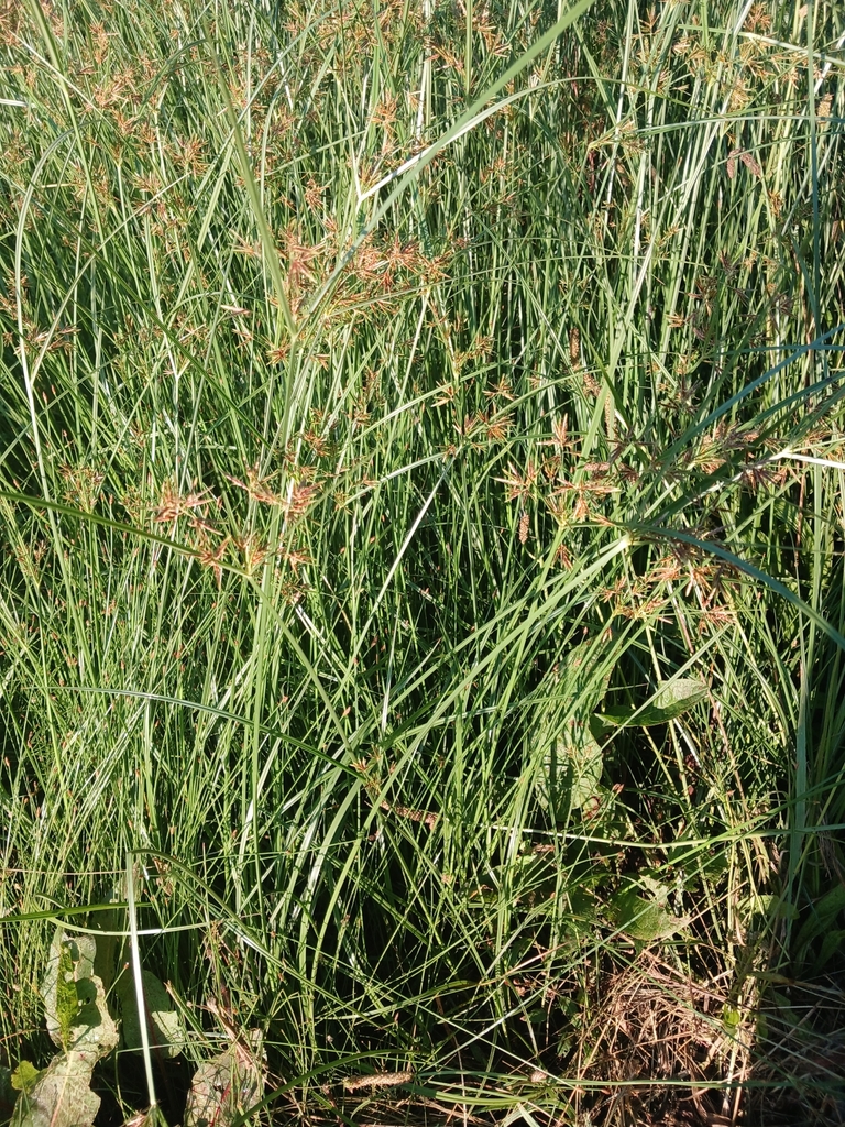 yellow nutsedge from Colbyn Valley Nature Area, Coordinates 'S25 44 370 ...