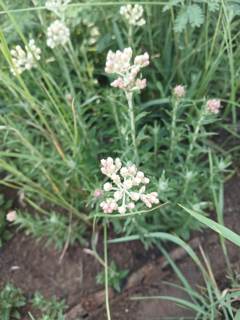 Wrinkly Everlasting from Colbyn Valley Nature Area, Coordinates 'S25 44 ...