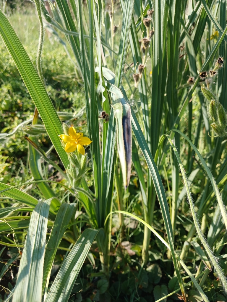 Stargrasses from Colbyn Valley Nature Area, Coordinates 'S25 44 370 ...