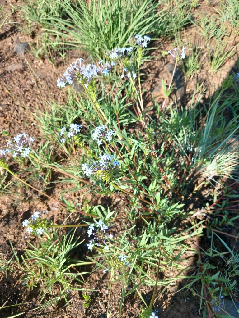 Smooth Pentanisia from Colbyn Valley Nature Area, Coordinates 'S25 44 ...