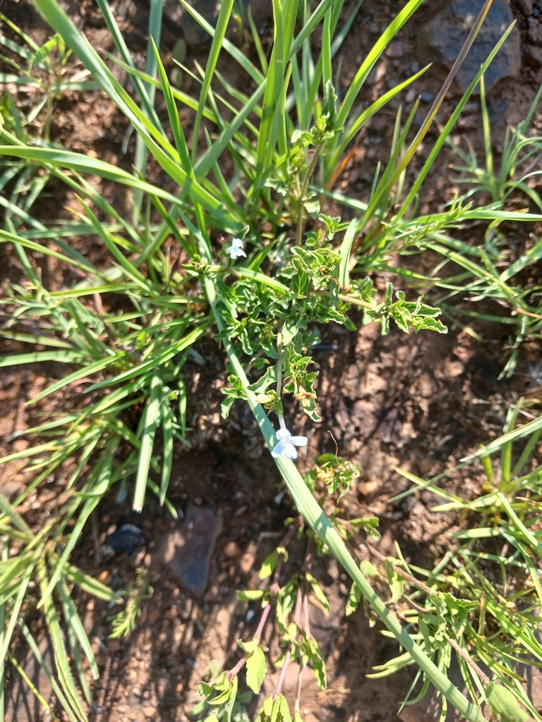Twinflowers and Snakeherbs from Colbyn Valley Nature Area, Coordinates ...