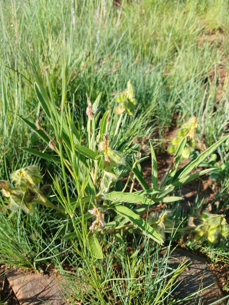 Sand Peas from Colbyn Valley Nature Area, Coordinates 'S25 44 370 E028 ...
