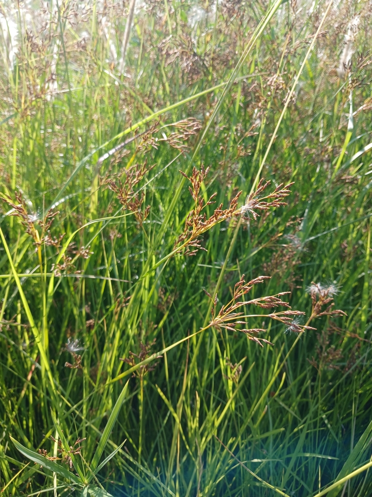grasses, sedges, cattails, and allies from Colbyn Valley Nature Area ...