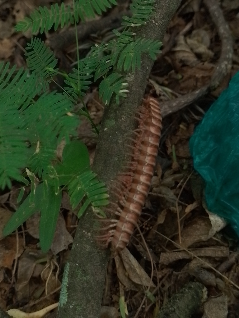 Flat-backed Millipedes from XFHH+WW2 Puente Colgante, Camiri, Bolivia ...