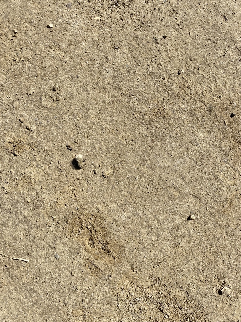 Sacken's Velvet Ant from Marr Ranch Open Space, Simi Valley, CA, US on ...