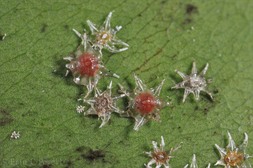 stellate scale insect (Ceroplastes stellifer) · iNaturalist