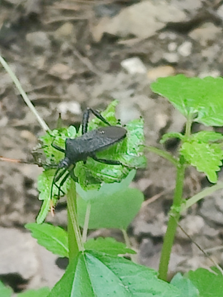 Spine-headed Bugs from McFarland, WI, USA on July 22, 2023 at 01:01 PM ...