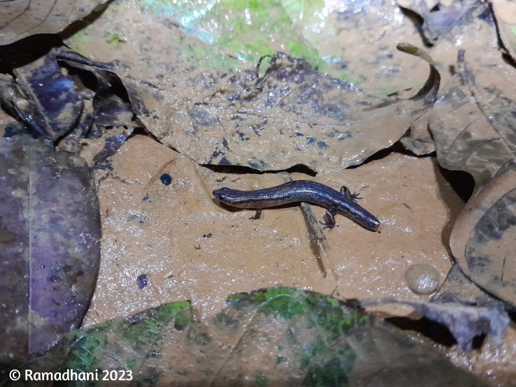 Asian Forest Skinks in November 2023 by Aditiya Ramadhani · iNaturalist