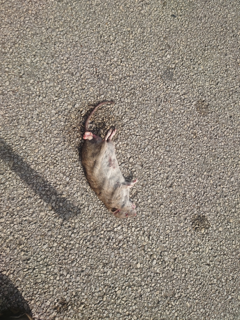 Brown Rat from Highland Square, Akron, OH, USA on November 24, 2023 at ...