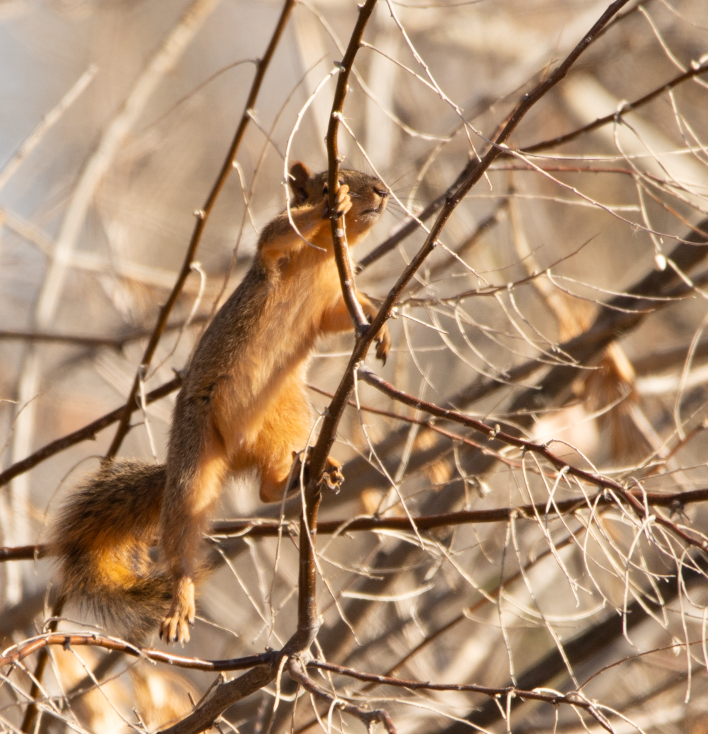 Fox Squirrel from Grant County, WA, USA on November 24, 2023 by ...