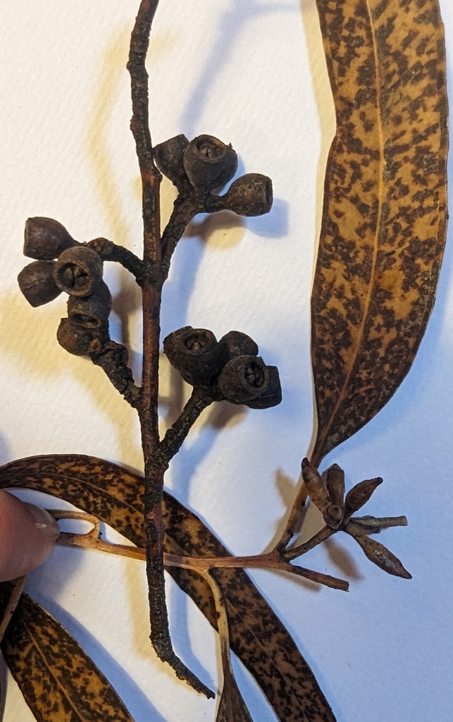 mountain grey gum from Blackheath NSW 2785, Australia on November 26 ...