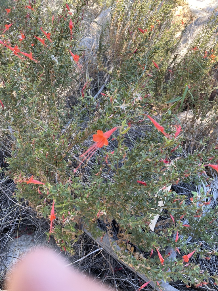 Hummingbird trumpet from Santa Rosa and San Jacinto Mountains National ...