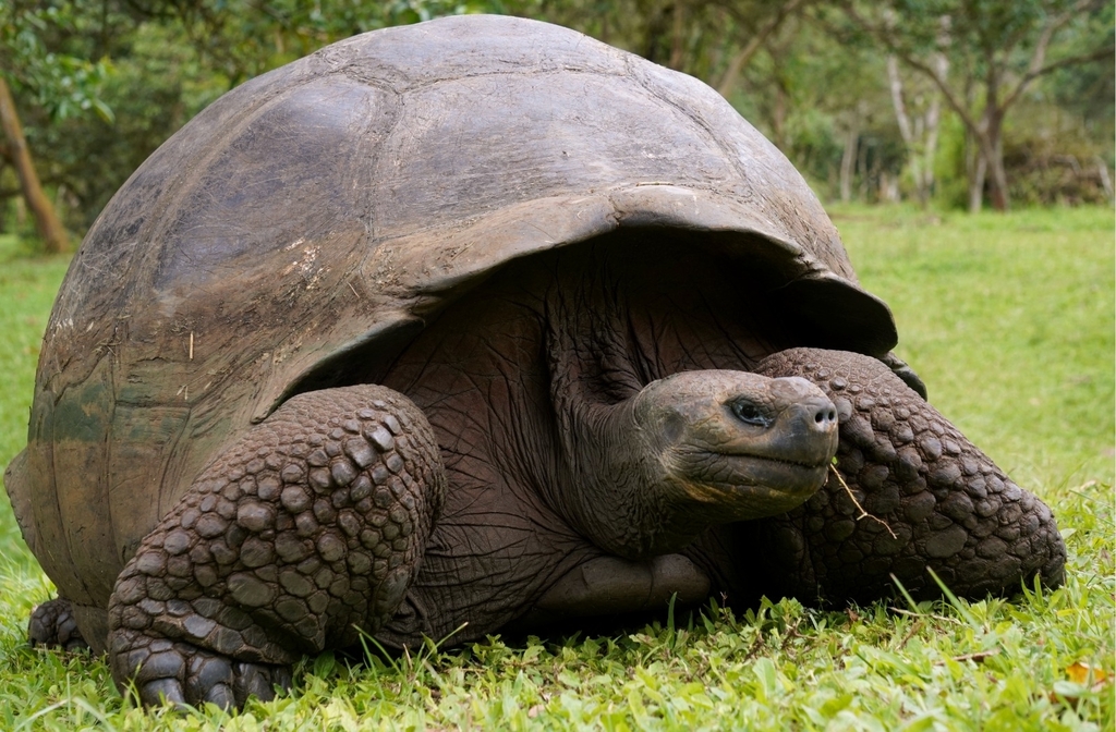 Western Santa Cruz Giant Tortoise in November 2023 by Abril Grilli ...