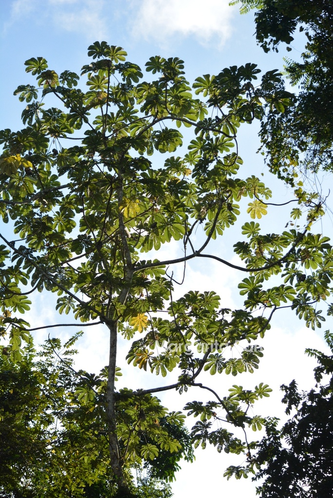 trumpet tree from Palenque, Chis., México on January 3, 2019 at 05:32 ...