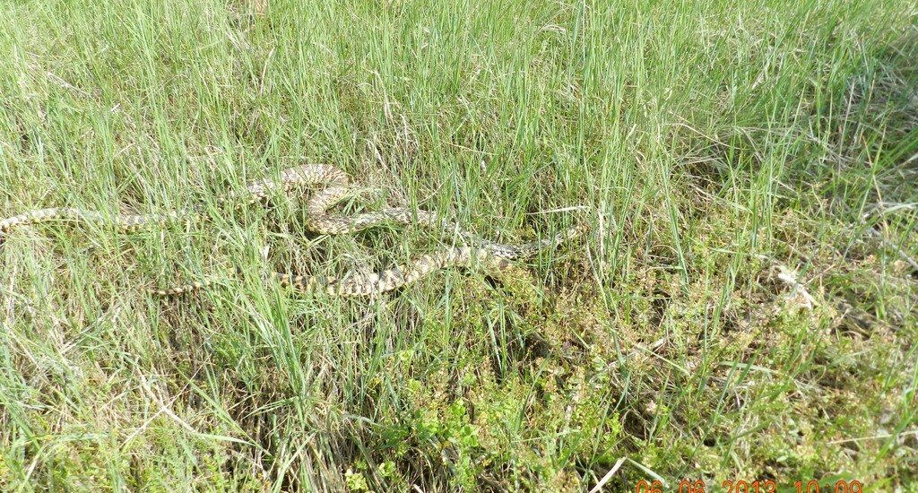 Gopher Snake from Valley County, MT, USA on June 6, 2013 at 10:09 AM by ...