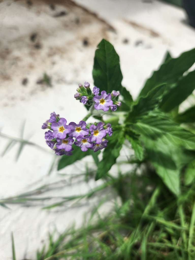 fragrant heliotrope from Ipswich on November 26, 2023 at 01:05 PM by ...