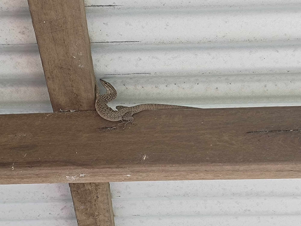 Freckled Monitor in November 2023 by Ash Bendell · iNaturalist