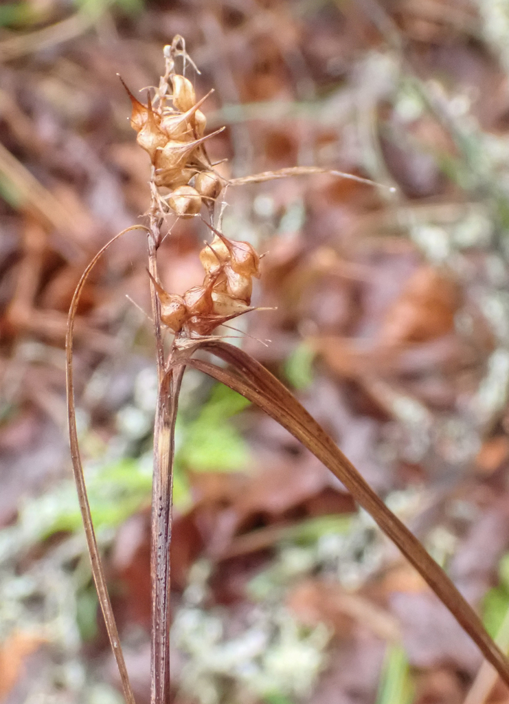 Bailey's Sedge from Ferdinand, VT, USA on November 18, 2023 at 08:10 AM ...