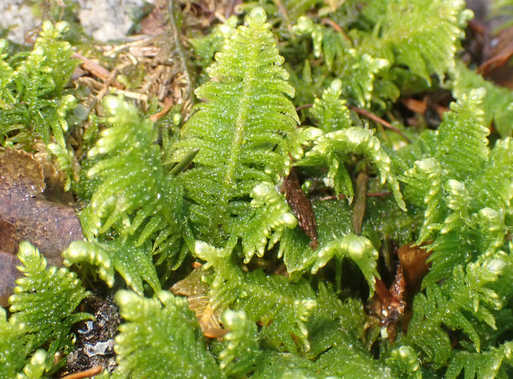 Ostrich-plume Moss from Ferdinand, VT, USA on November 18, 2023 at 07: ...