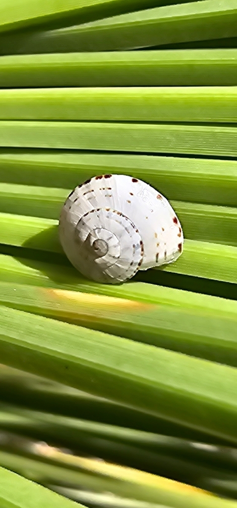 White Italian Snail from Woodridge WA 6041, Australia on November 26 ...