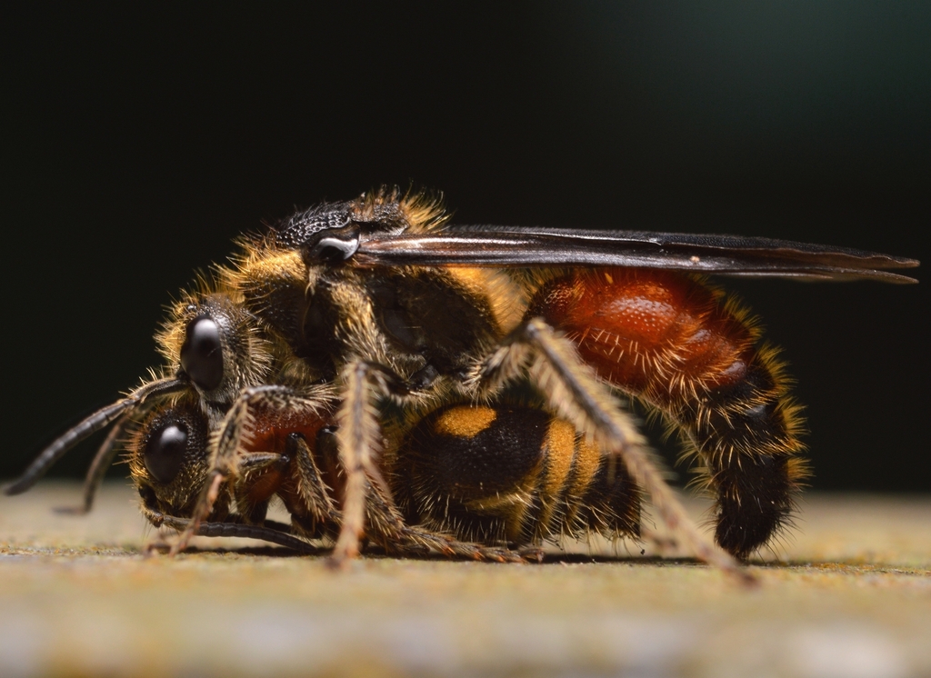 Wallacidia oculata from 香港 on November 26, 2023 at 09:21 AM by Carlos ...