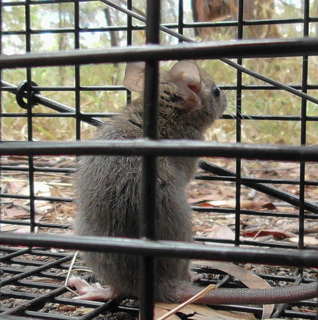 Black Rat from Watsonville QLD 4887, Australia on November 25, 2023 at ...