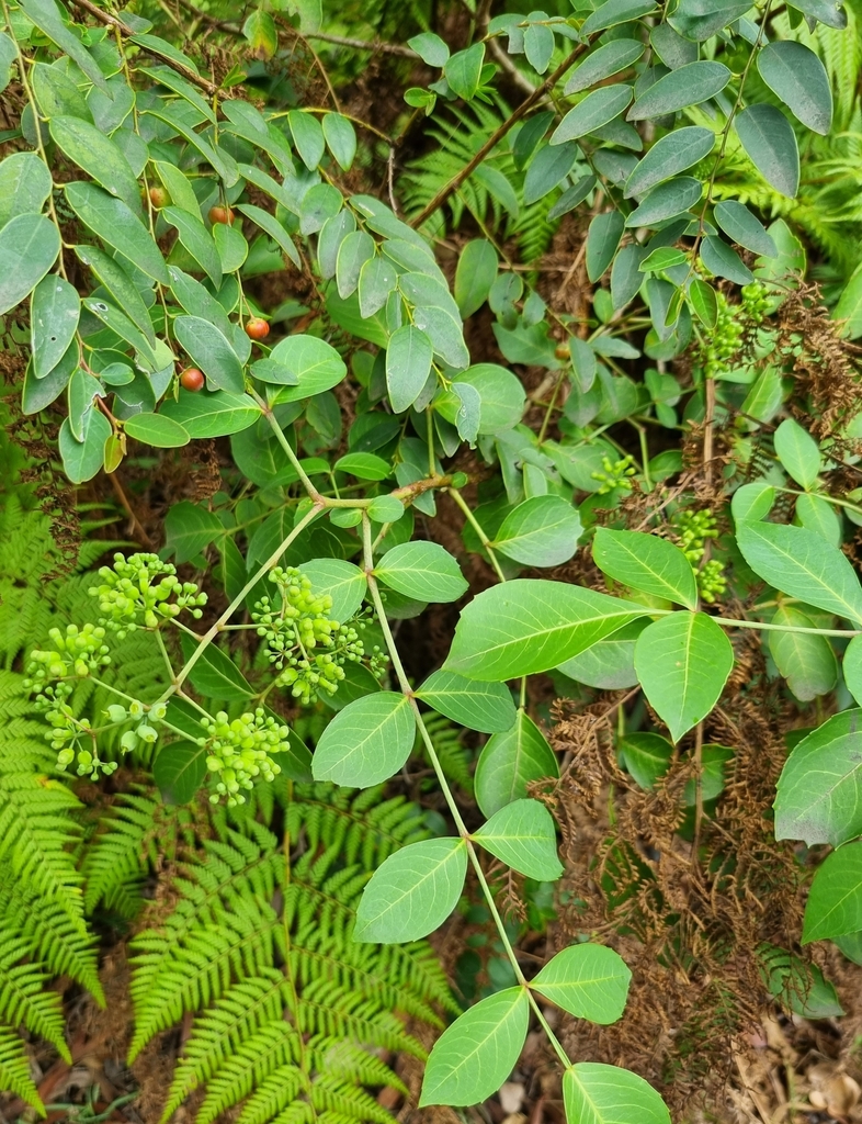 Elderberry Panax from VFM7+9J Ewingar Bush Camp, Ewingar NSW 2469 ...