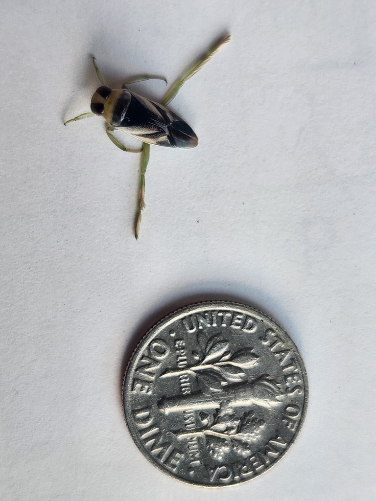 Notonecta indica from Honolulu, HI 96825, USA on November 25, 2023 at ...