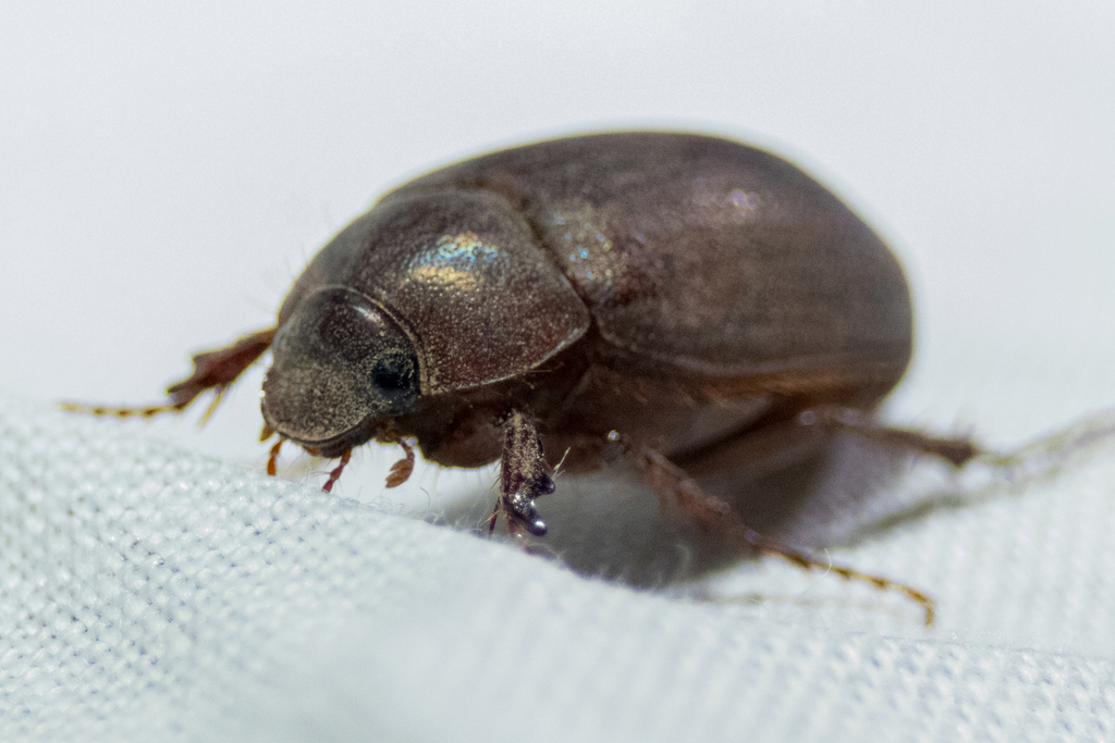 Scarabs from Melbourne VIC, Australia on November 24, 2023 at 08:51 PM ...