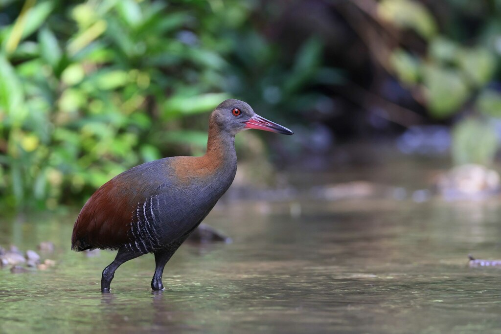 Snoring Rail in November 2023 by Carlos N. G. Bocos · iNaturalist