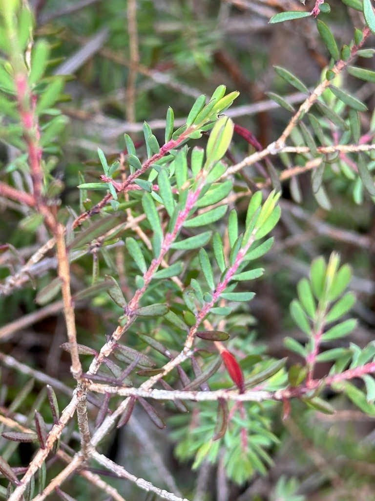 Darwinia from Berowra Valley National Park, Mount Kuring-Gai, NSW, AU ...