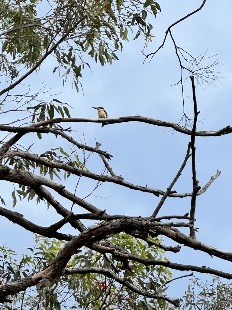 Sacred Kingfisher from Berowra Valley National Park, Mount Kuring-Gai ...