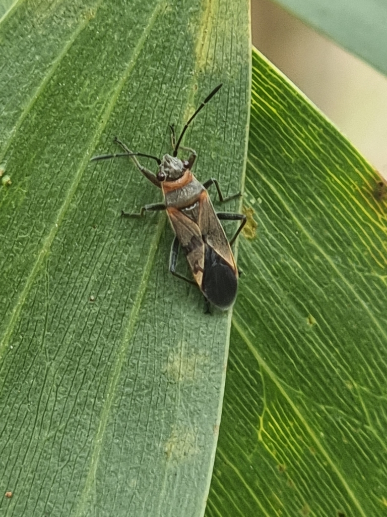 Swan plant seed bug from Burbank QLD 4156, Australia on November 26 ...