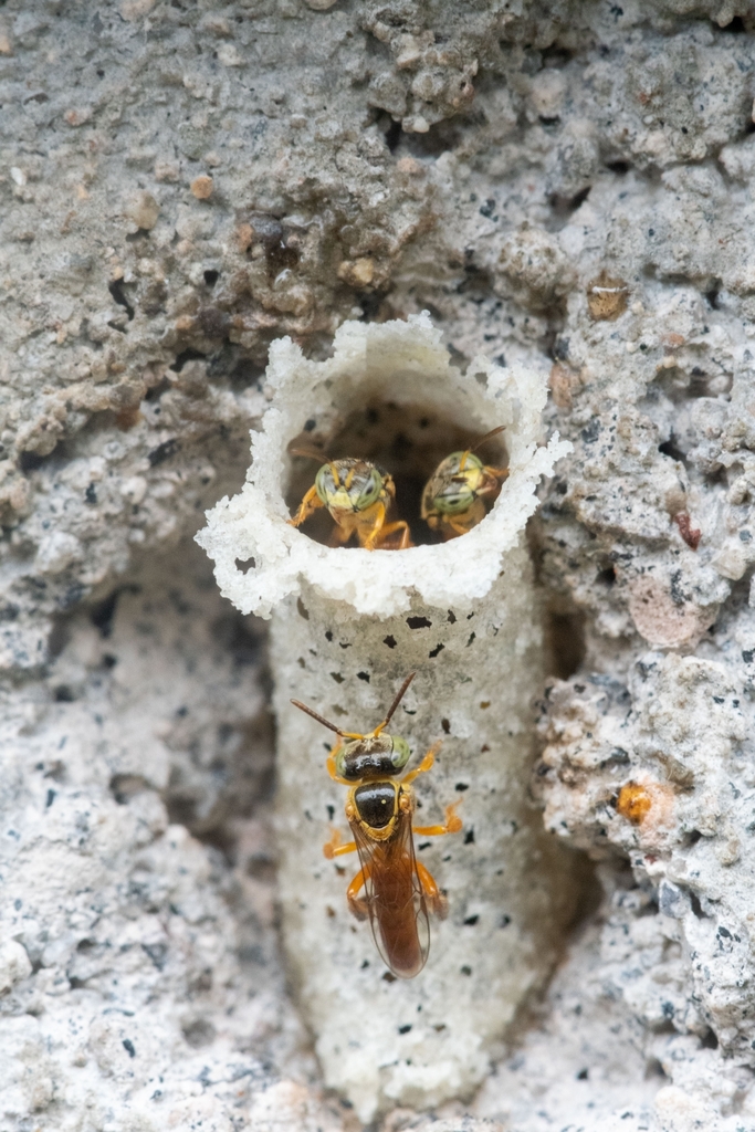 Narrow Stingless Bee from 25C3+2F4, Ecuador on November 24, 2023 at 11: ...