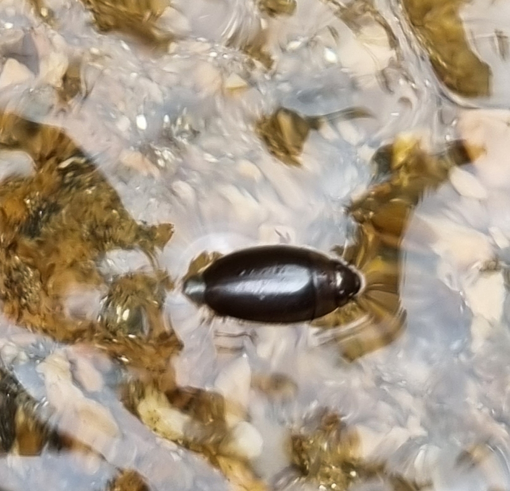 Ground and Water Beetles from Rocky River NSW 2372, Australia on ...