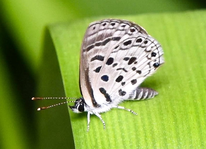 Black-Bordered Babul Blue from Mtunzini on November 24, 2023 at 03:50 ...