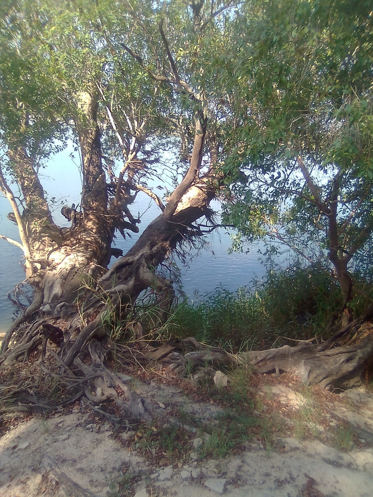 Pale-bark Waterberry from Zambezi Region, Namibia on November 25, 2023 ...