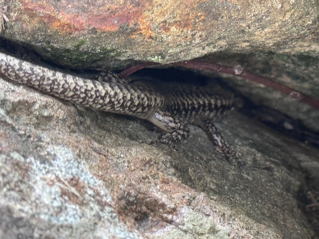 Bar-sided Skink from Great Barrier Reef, Cape Conway, QLD, AU on ...