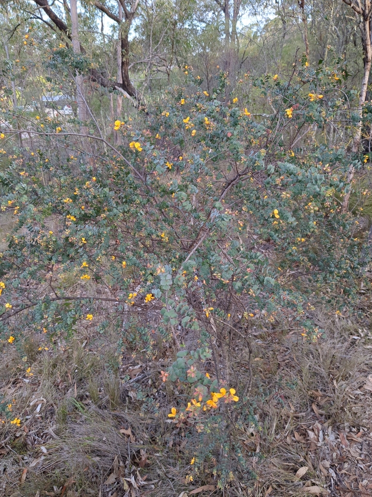 spiny bush-pea from Blackstone QLD 4304, Australia on November 26, 2023 ...