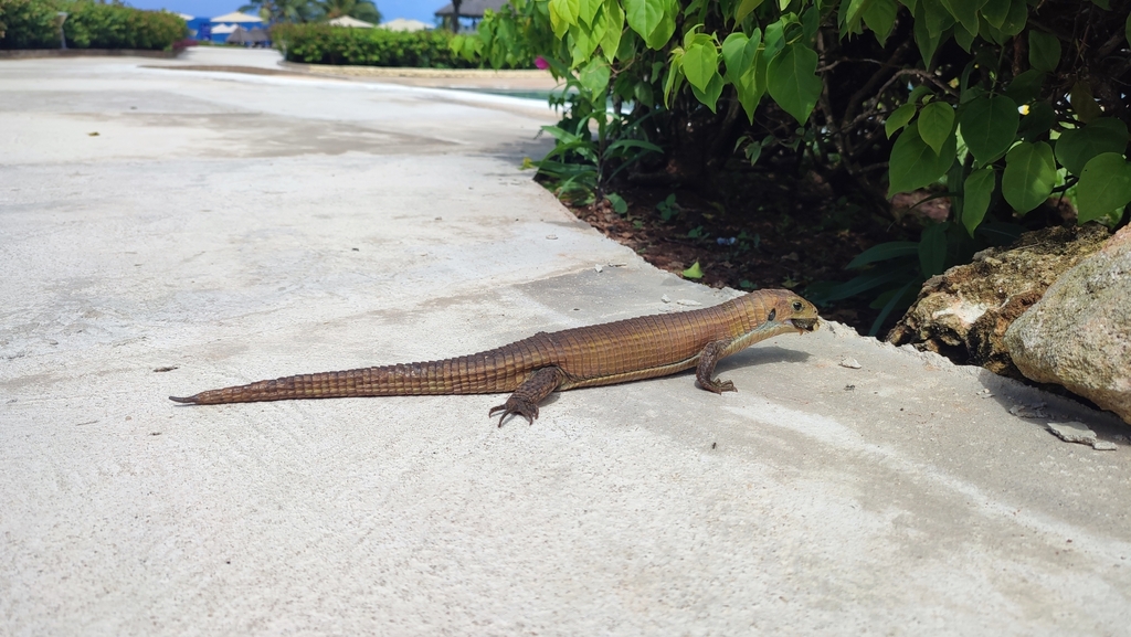Rough-scaled Plated Lizard from 777R+FR, Nungwi, Tanzania on November ...