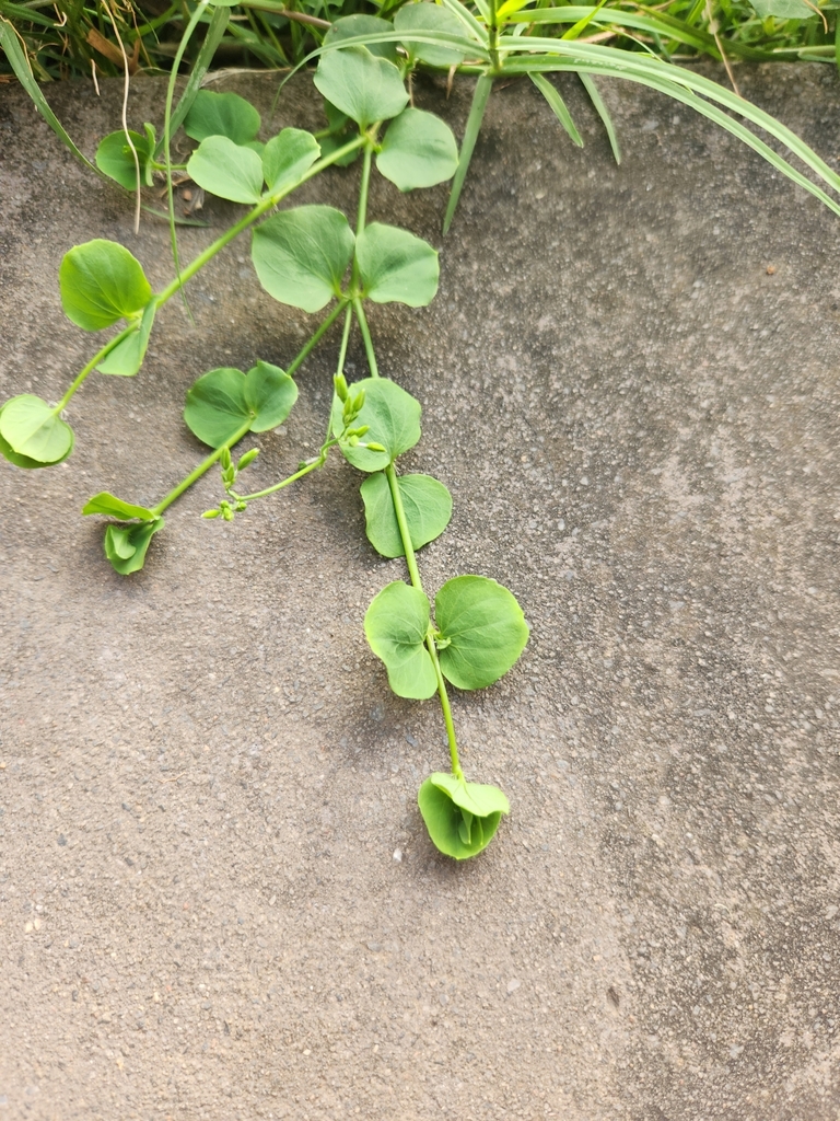 whitesnow from Ipswich QLD 4305, Australia on November 26, 2023 at 04: ...