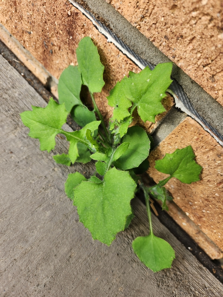 Tasselflowers from Ipswich QLD 4305, Australia on November 26, 2023 at ...