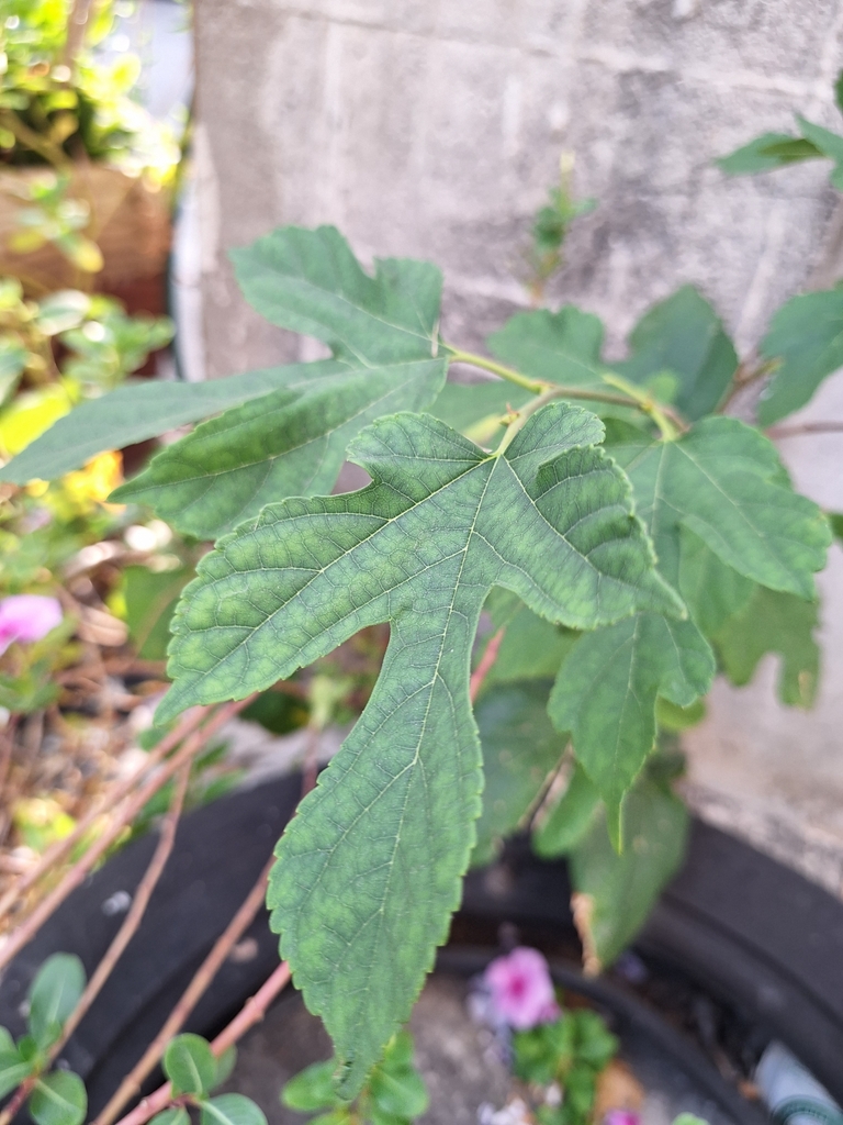 Korean mulberry from 511台灣彰化縣社頭鄉社頭村 on November 26, 2023 at 03:23 PM by ...