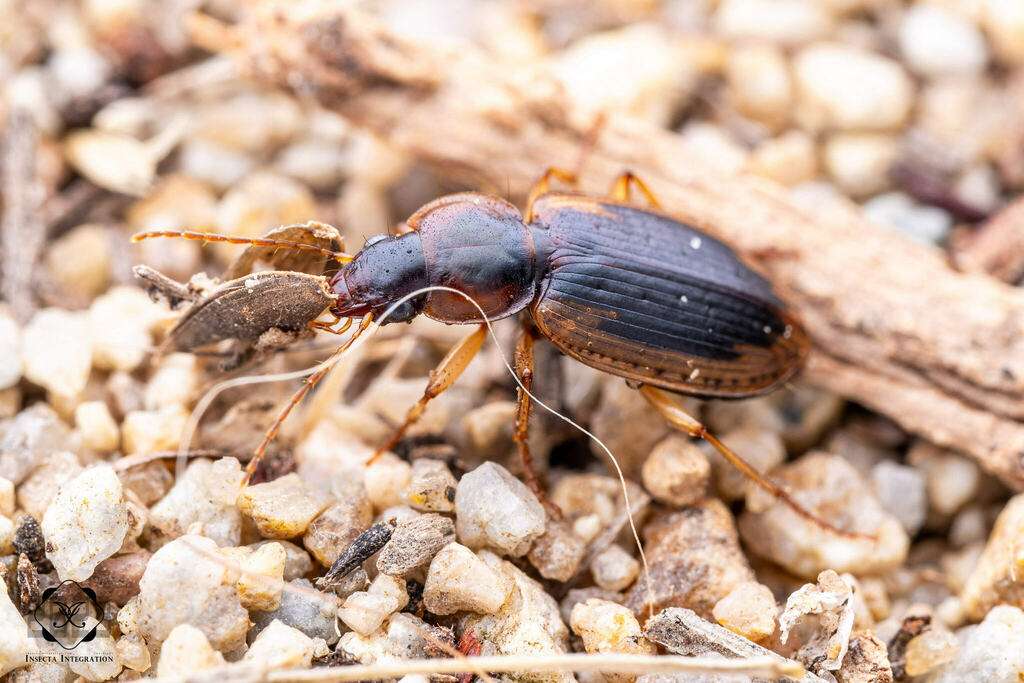 Tule Beetle from 美国加利福尼亚圣迭戈 on November 25, 2023 at 07:38 PM by Winsten ...