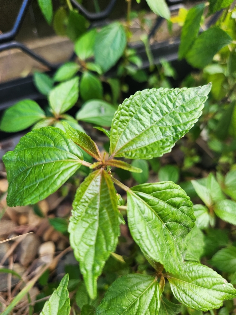 Asian Copperleaf from Ipswich QLD 4305, Australia on November 26, 2023 ...