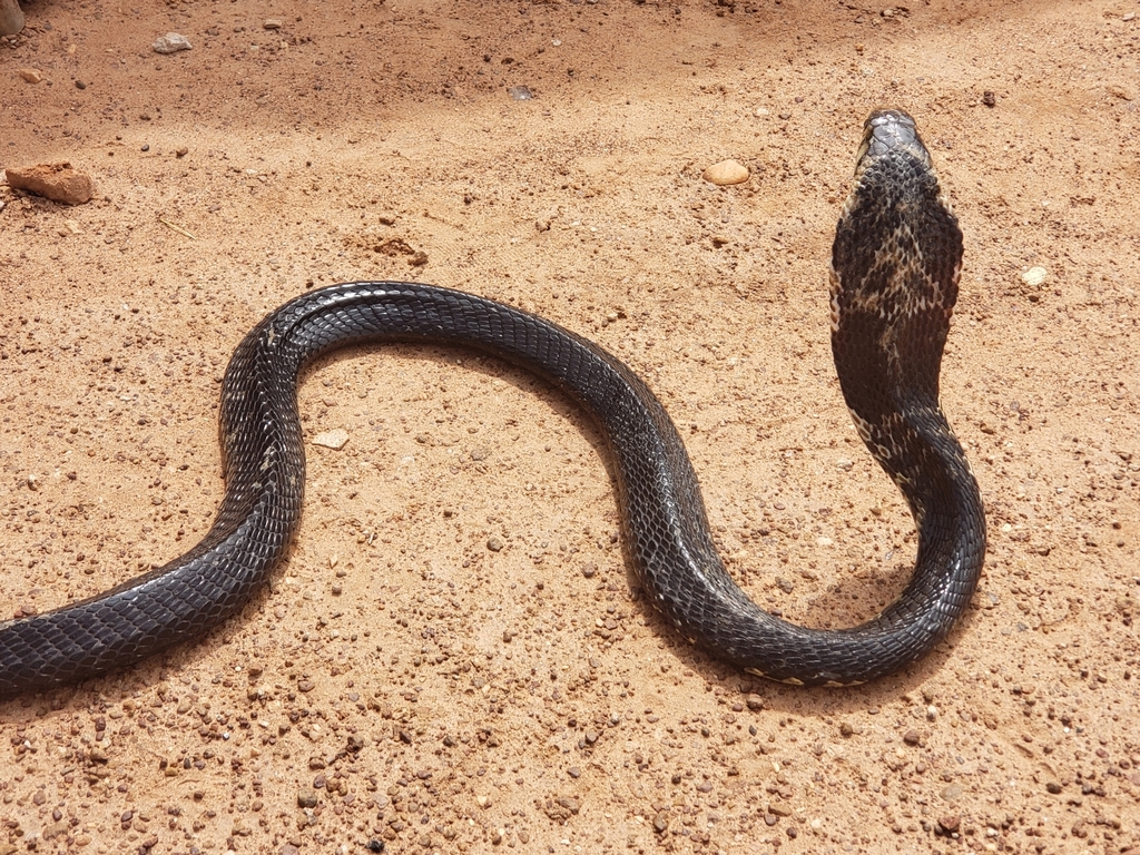 Cobras from Kérou, Bénin on September 24, 2023 at 02:52 PM by Gbiribou ...