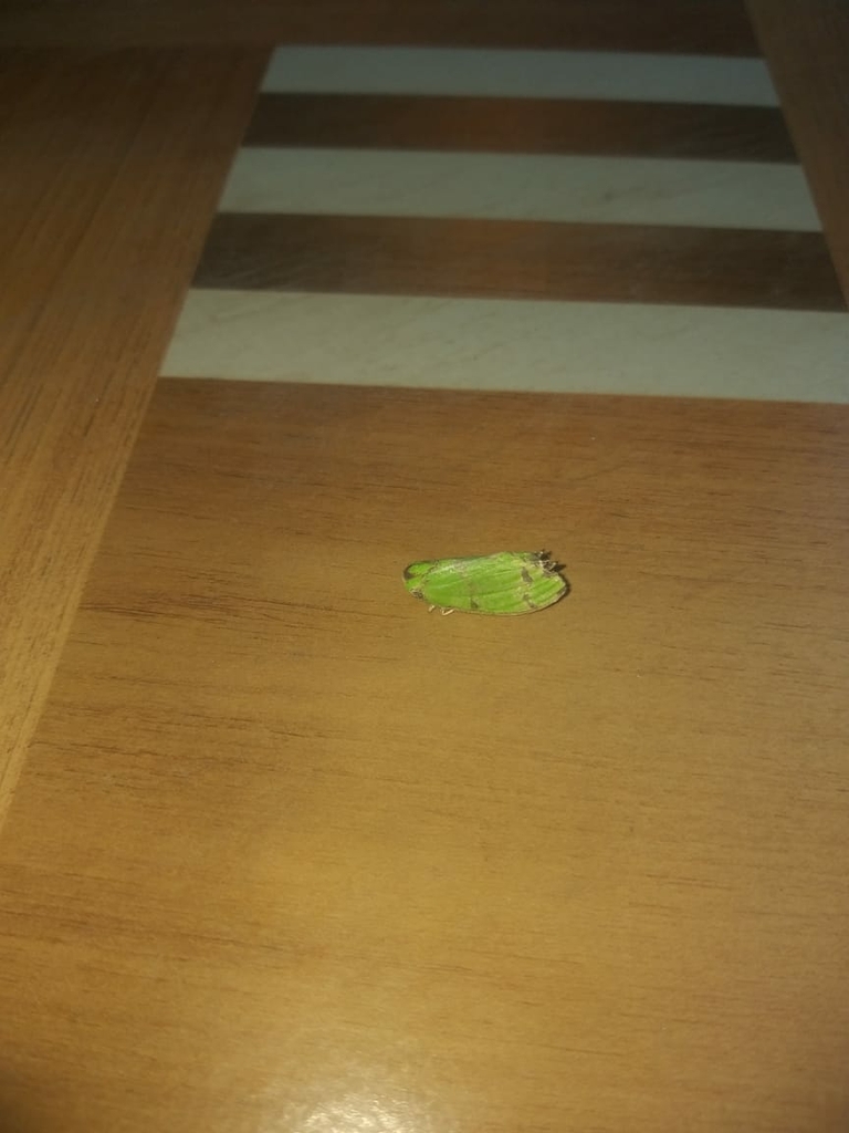 Parasa wellesca from 2R5R+HJ6, Kachuchhara, Tripura 799278, India on ...