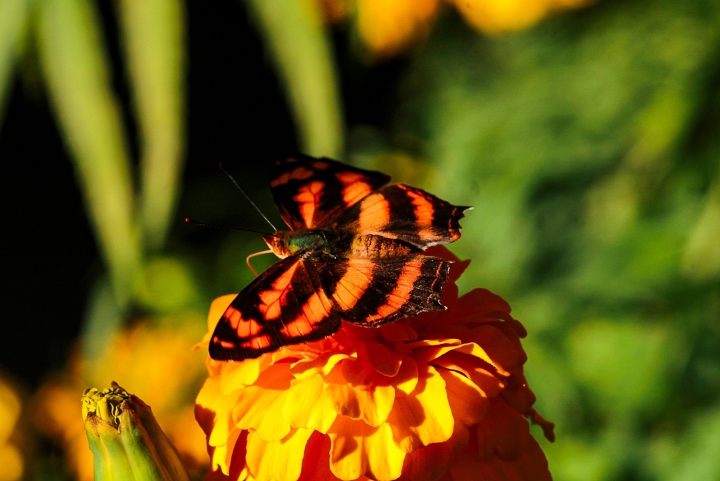 Common Jester from Namchi, Sikkim 737126, India on November 26, 2023 at ...