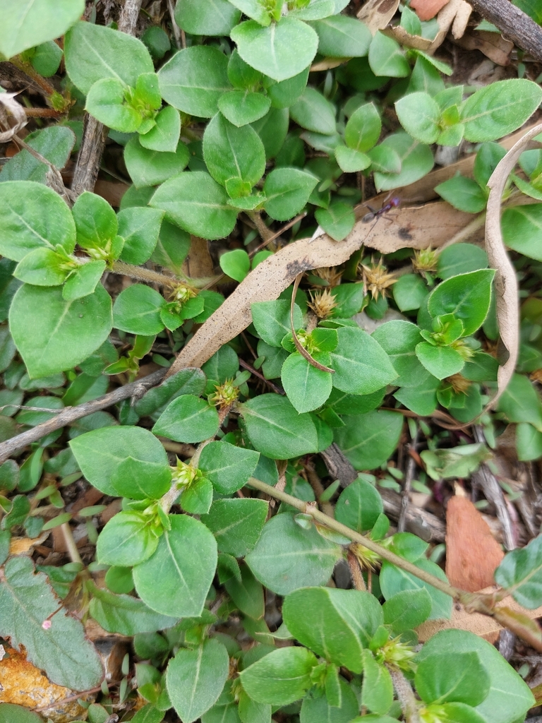 creeping chaffweed from Curtis Island QLD 4680, Australia on November ...