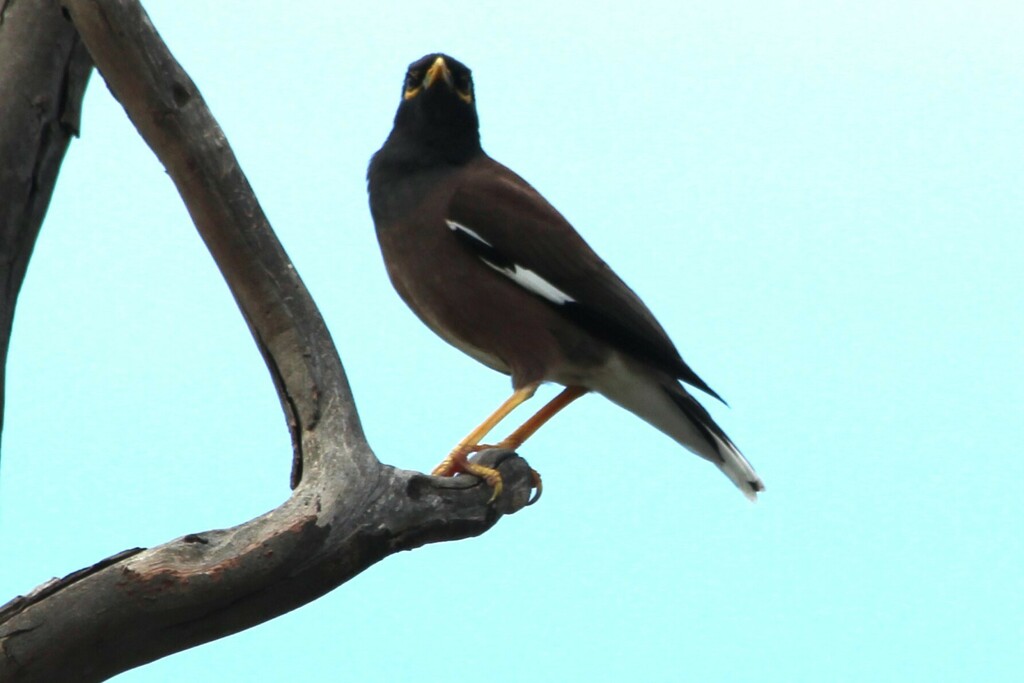 Common Myna from Melbourne VIC, Australia on November 24, 2023 at 10:11 ...